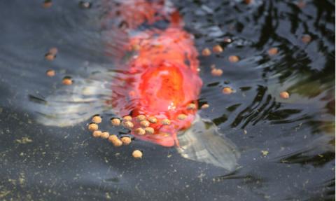Fish Food: When to Feed your Fish and What Food to Use : Pondkeeper ...