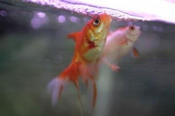Why do Fish gasp at the surface of the Pond? : Pondkeeper is the ...