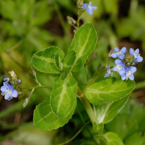 Lincs Plants Veronica Beccabunga Brooklime - 9cm : Pondkeeper - the ...