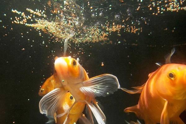 Fish Food: Tips on Feeding your Fish : Pondkeeper - the leading UK pond ...