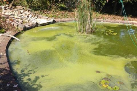 Common Pond Discolouration Problems : Pondkeeper - the leading UK pond ...