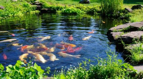 Buy pond liners, pond pumps, pond filters and other pond equipment from ...